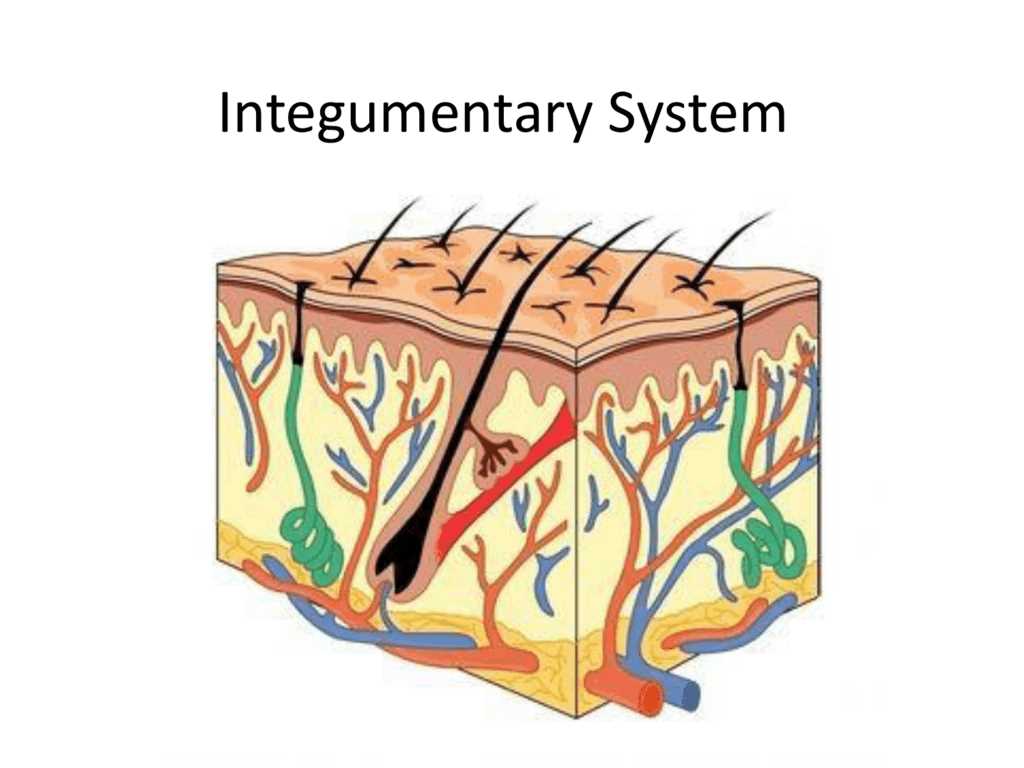 The complete integumentary system body diagram: understand your body's ...