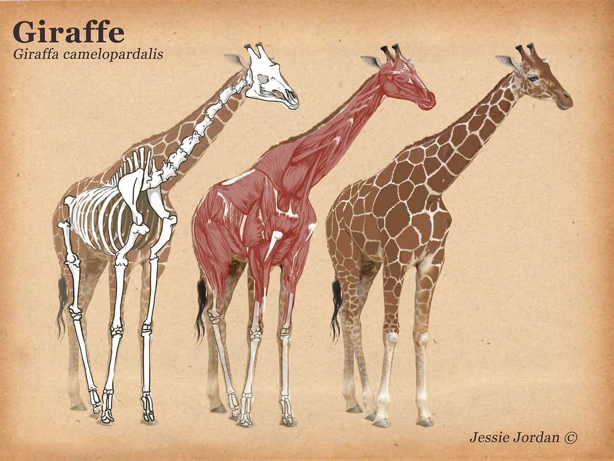 The Fascinating Anatomy of Giraffes: A Comprehensive Diagram Revealed