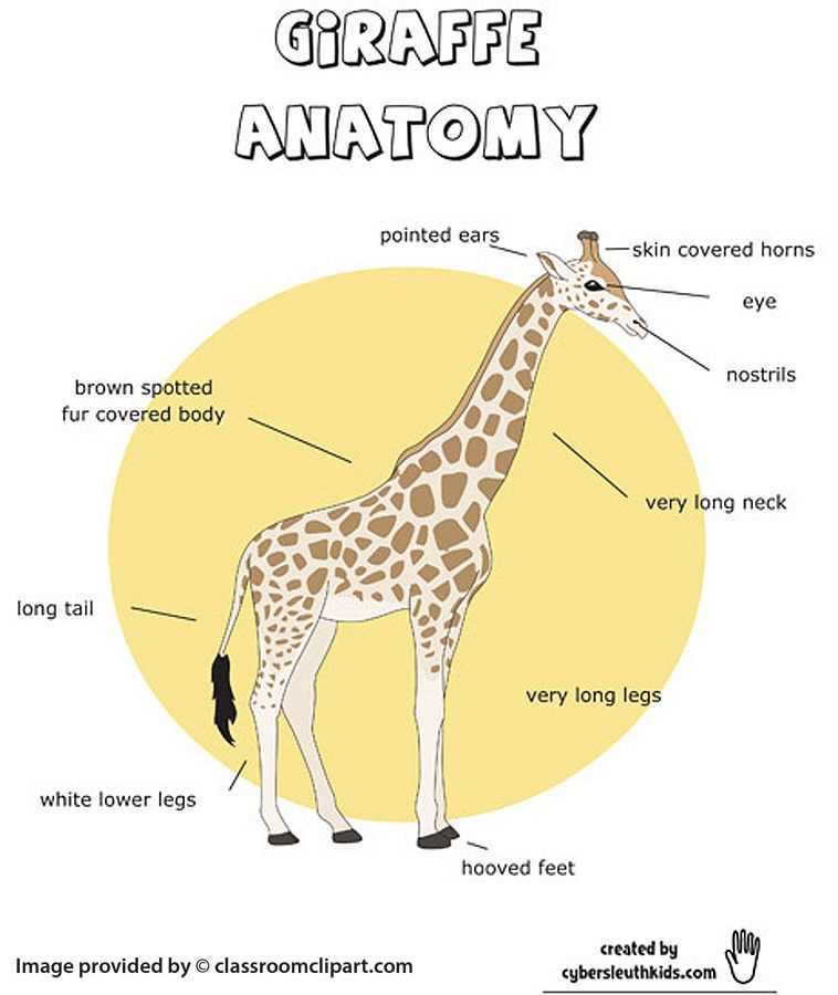 The Fascinating Anatomy of Giraffes: A Comprehensive Diagram Revealed
