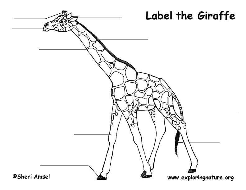 The Fascinating Anatomy of Giraffes: A Comprehensive Diagram Revealed