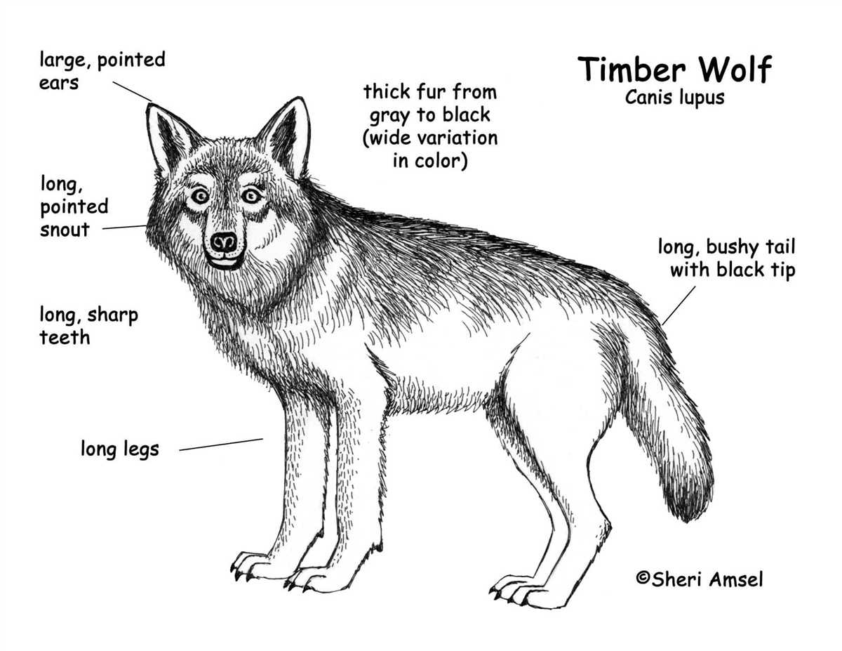 Exploring the Inner Workings of the Wolf GR366: A Comprehensive Parts ...