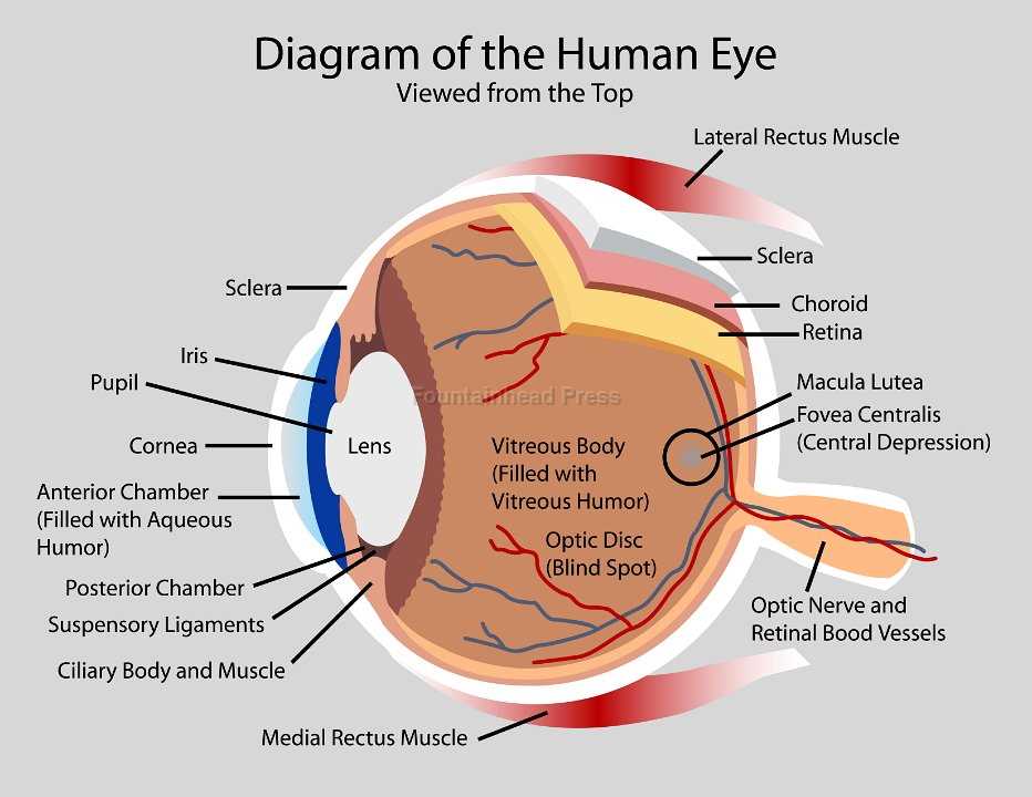 The Complete Guide to Understanding the Human Eye: Labeled Diagram Included