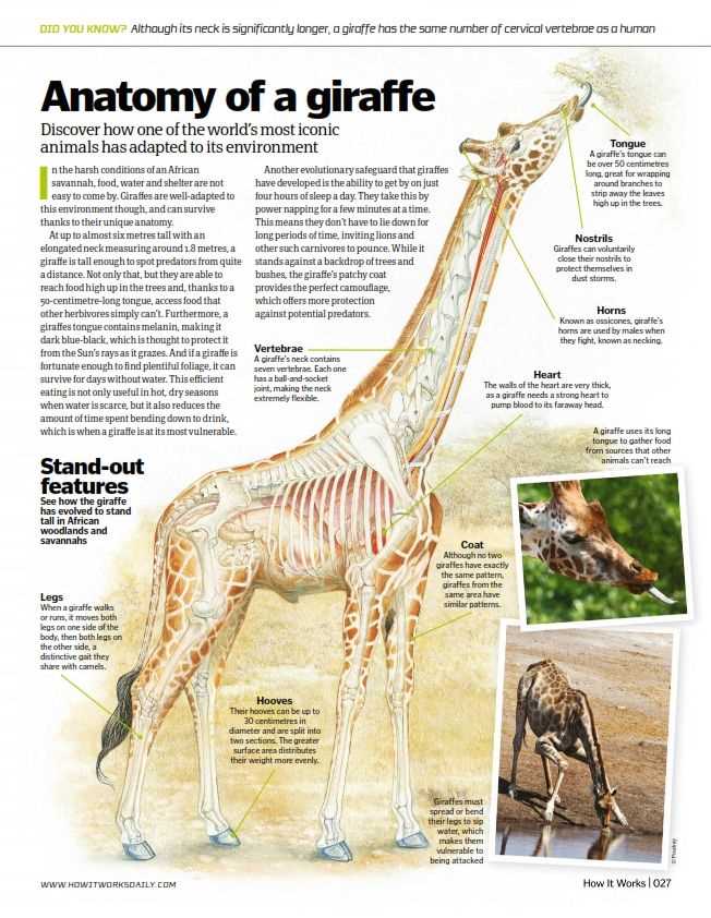 The Fascinating Anatomy of Giraffes: A Comprehensive Diagram Revealed
