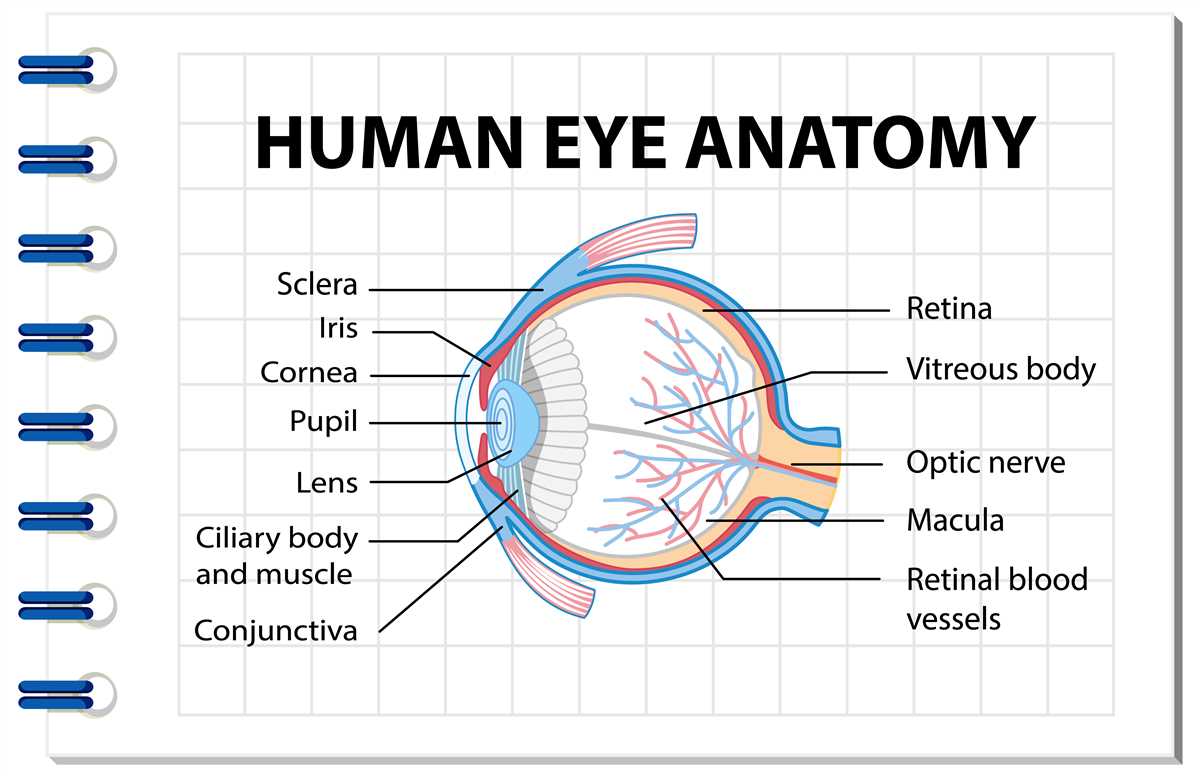The Complete Guide to Understanding the Human Eye: Labeled Diagram Included