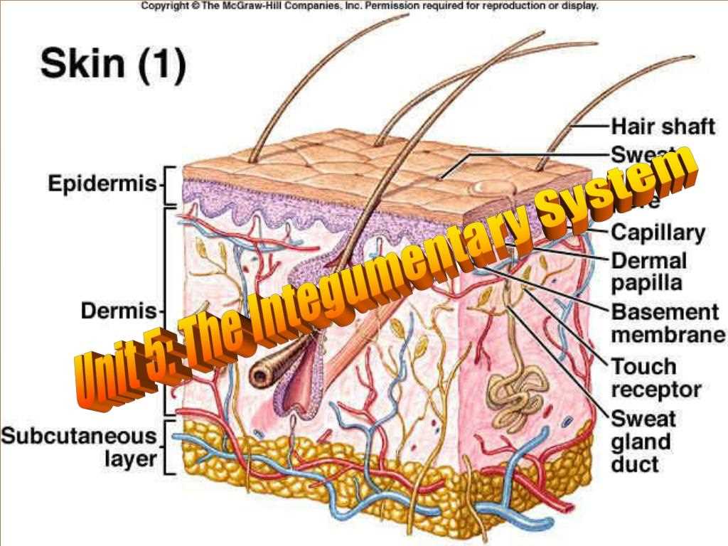 The complete integumentary system body diagram: understand your body's ...