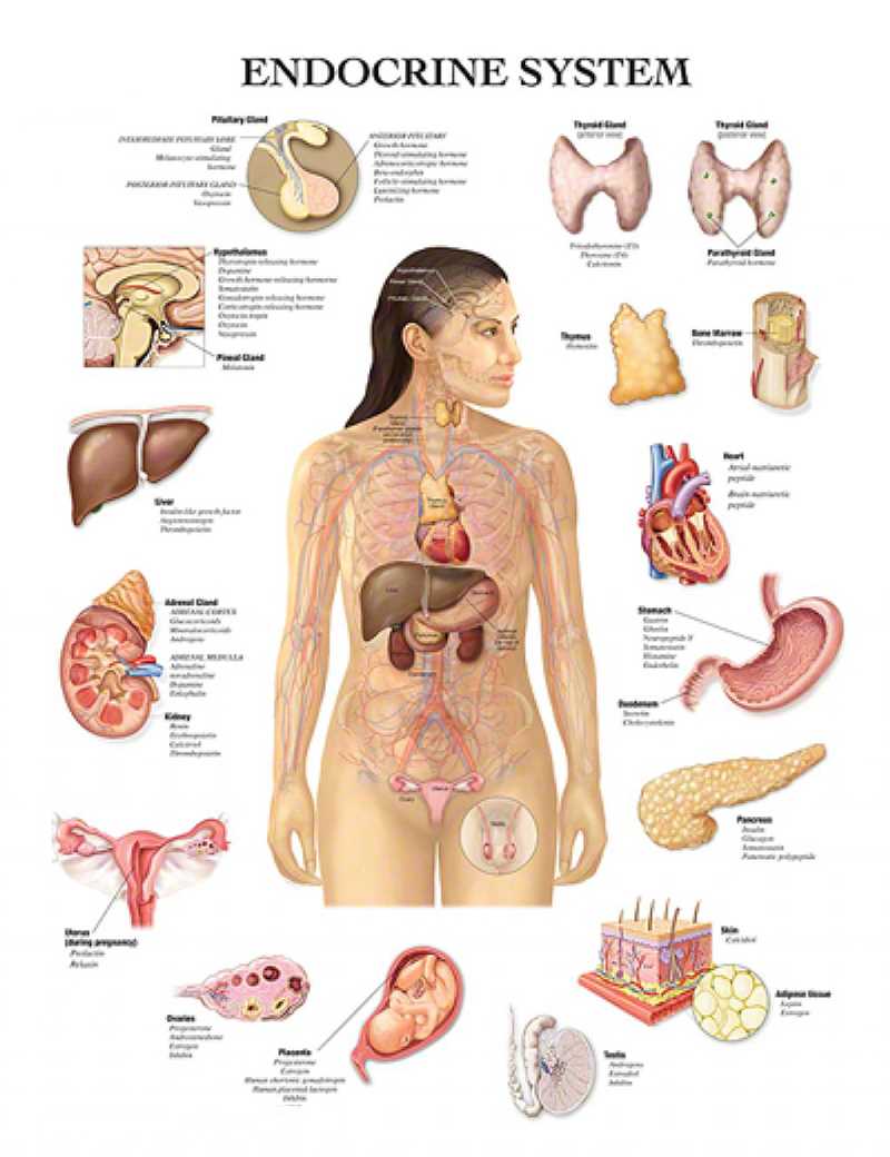 The Complete Guide to Understanding the Female Human Body Diagram and Its Organs