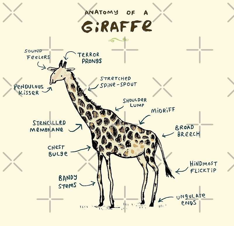The Fascinating Anatomy of Giraffes: A Comprehensive Diagram Revealed